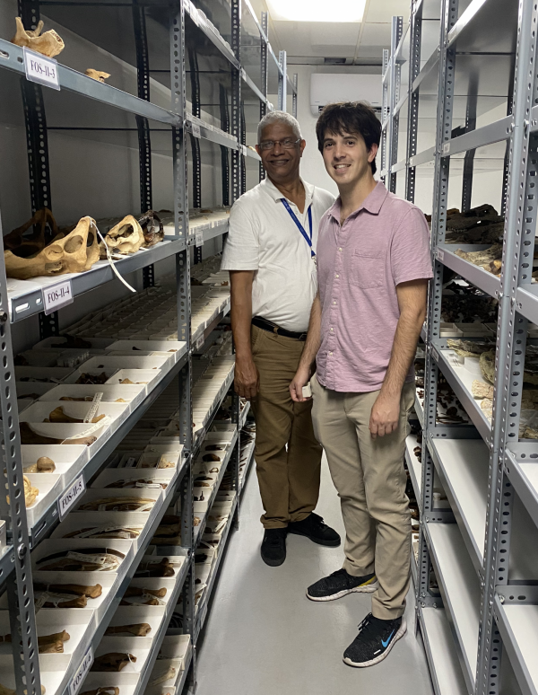 Giant croclike carnivore fossils found in the Caribbean – Research News
