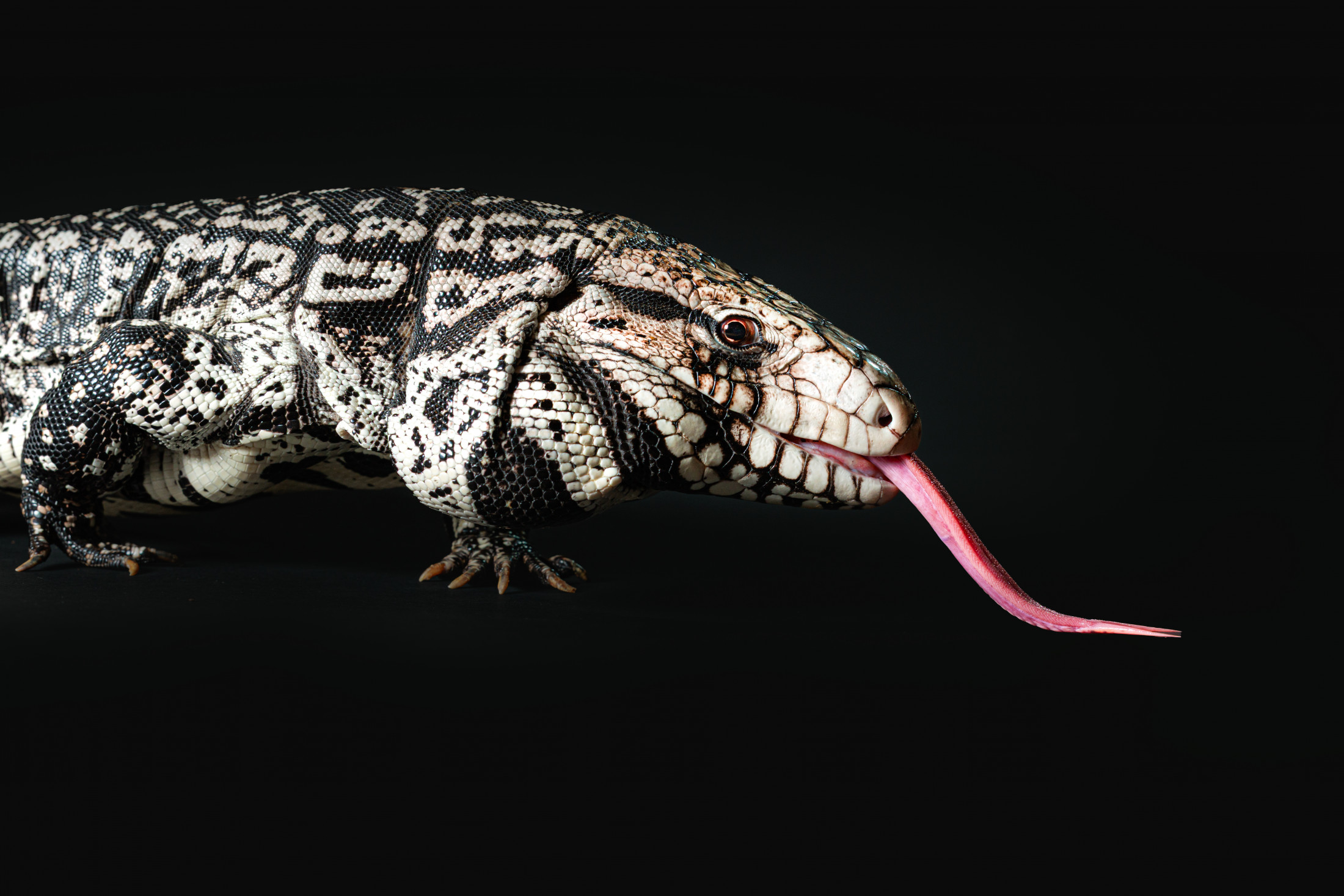 From prehistoric resident to runaway pet: First tegu fossil found in the U.S. – Research News