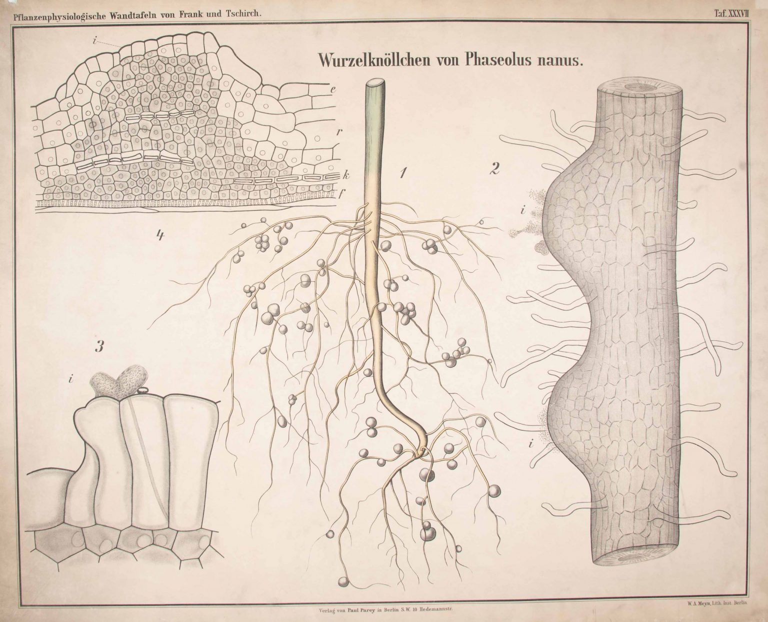 Some plants can make their own fertilizer with this one weird trick ...