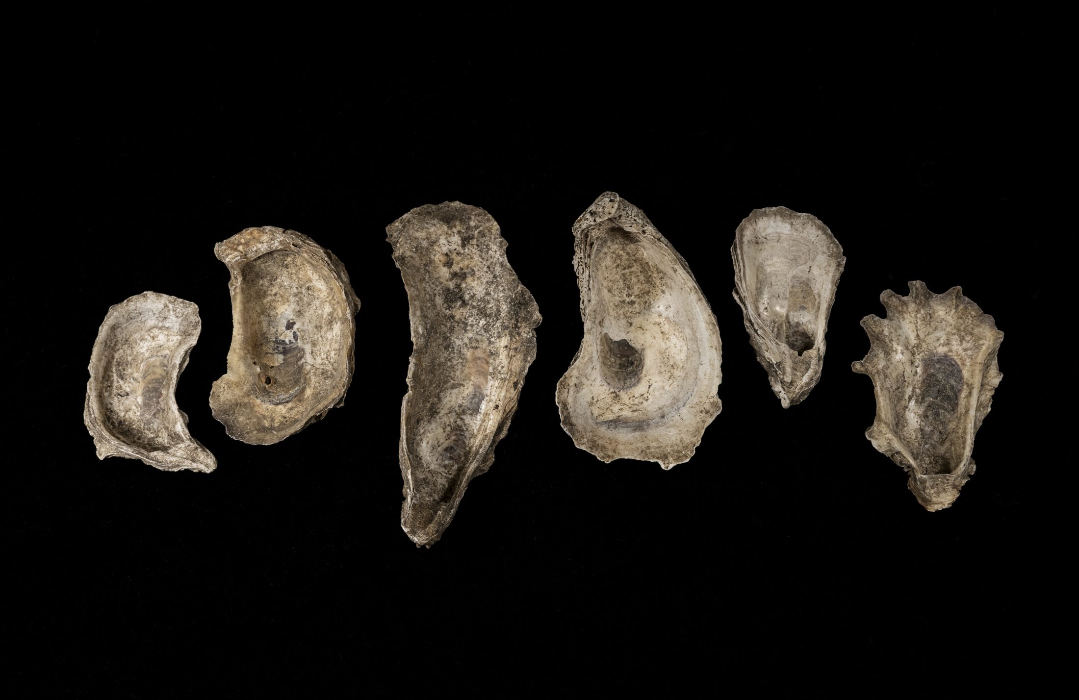 When only the strong shells survive: Archaeology’s fresh approach to ...