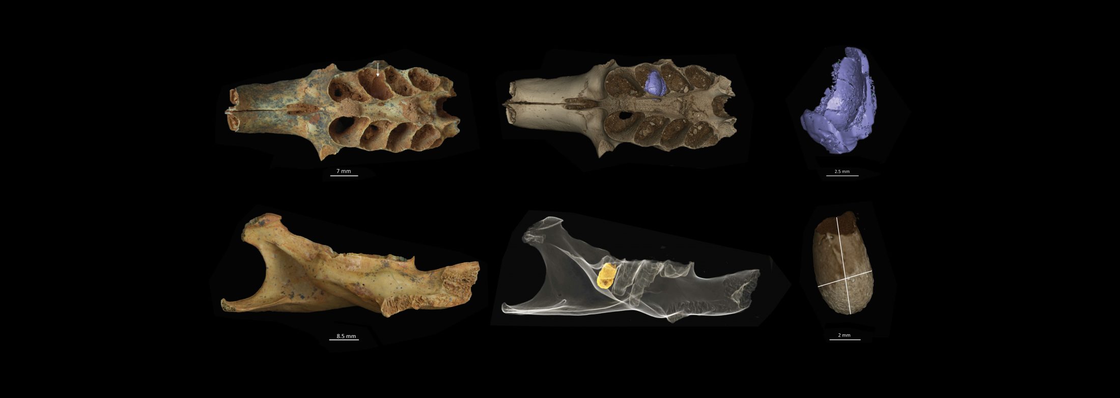 Paleontologists find first bee nest fossils made inside fossilized ...