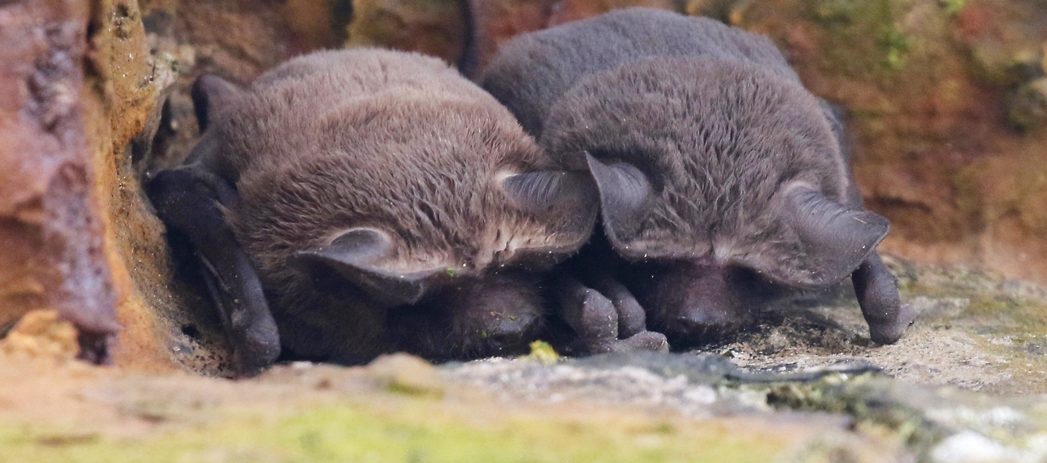 About the Bats – University of Florida Bat Houses