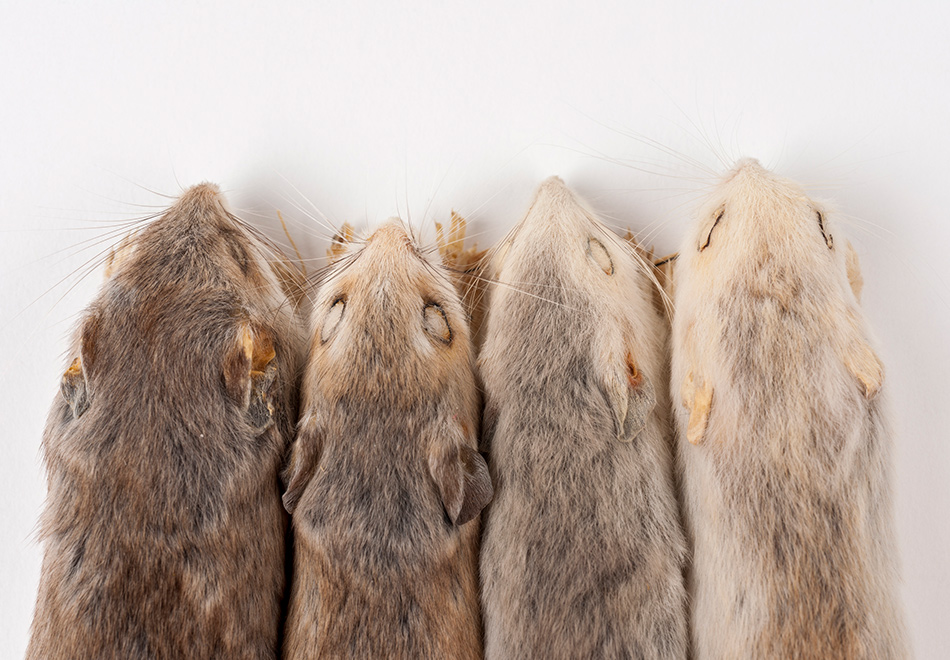 Collection Database – Mammals Collection