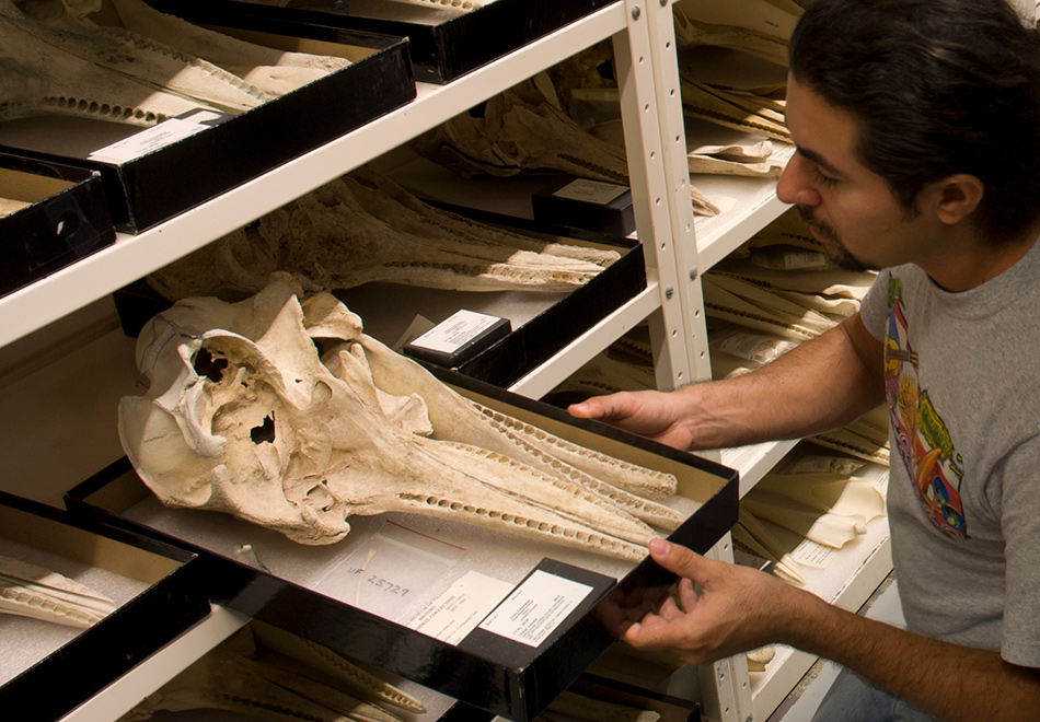 Undergraduate Students – Mammals Collection