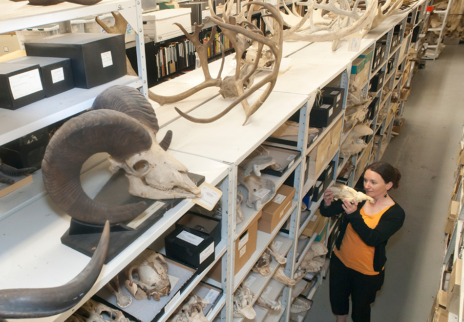 Faculty + Staff – Mammals Collection