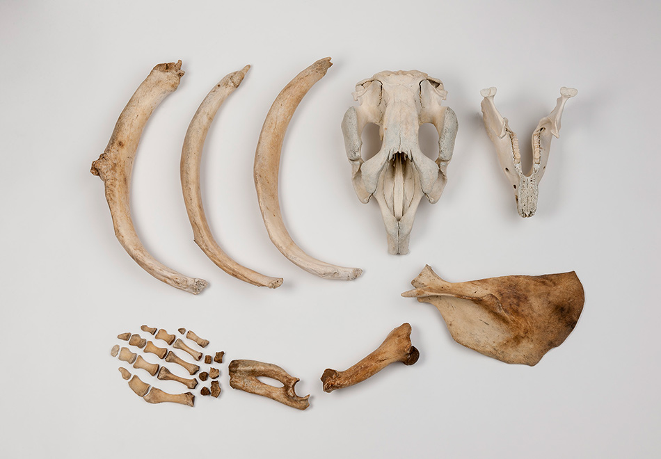 Collection History – Mammals Collection