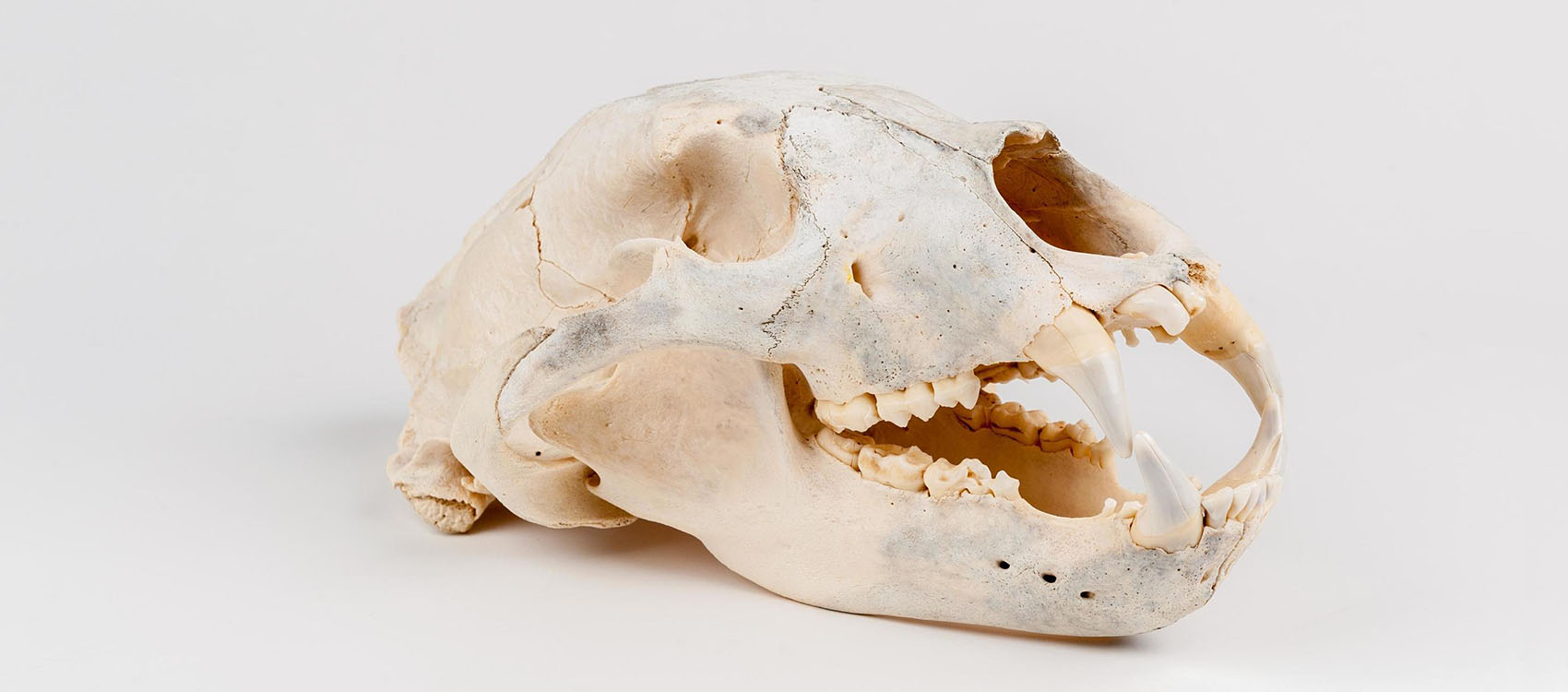 Mammals Collection – Natural History Department