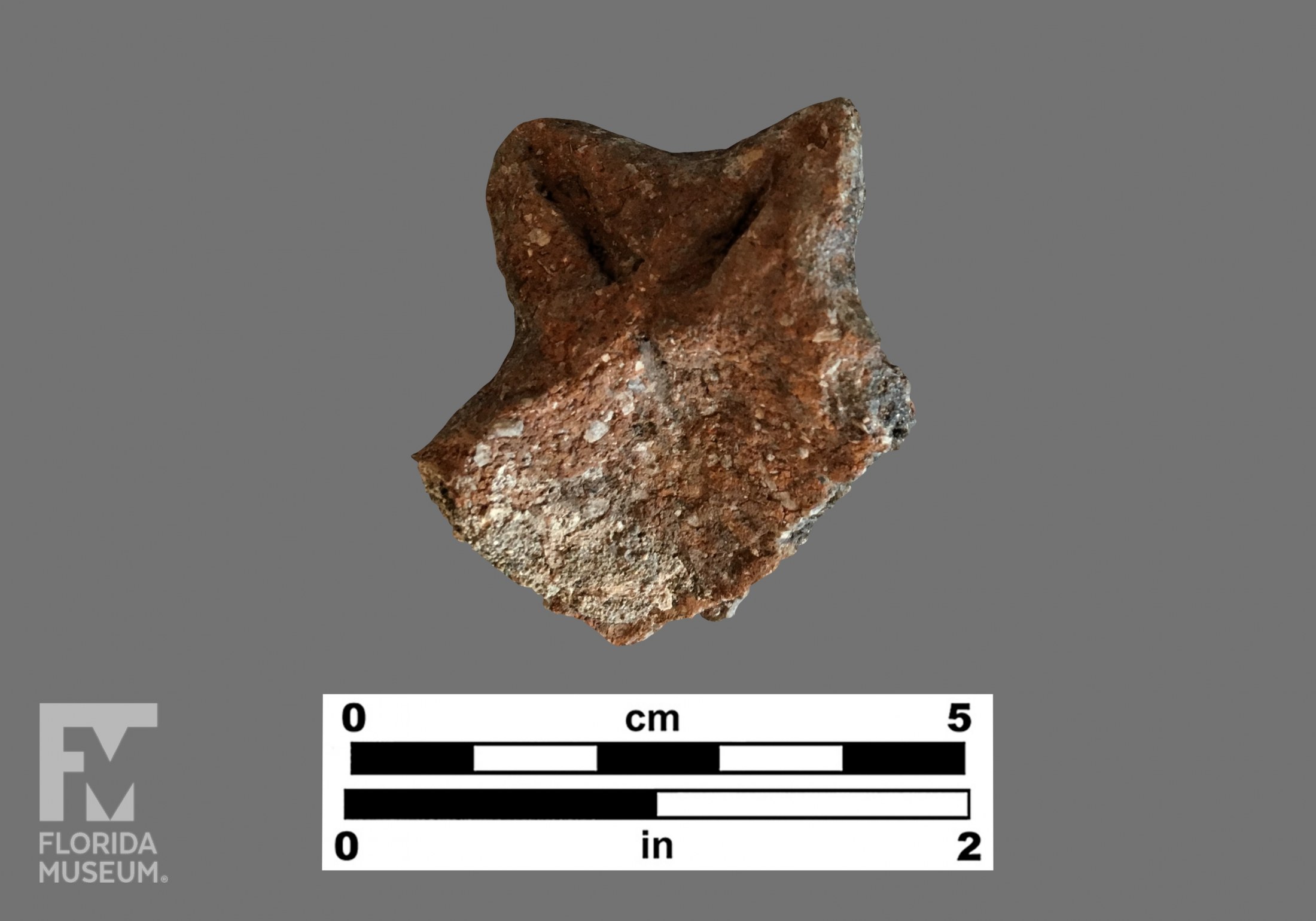 Long Island-Palmetto Ware – Ceramic Technology Lab