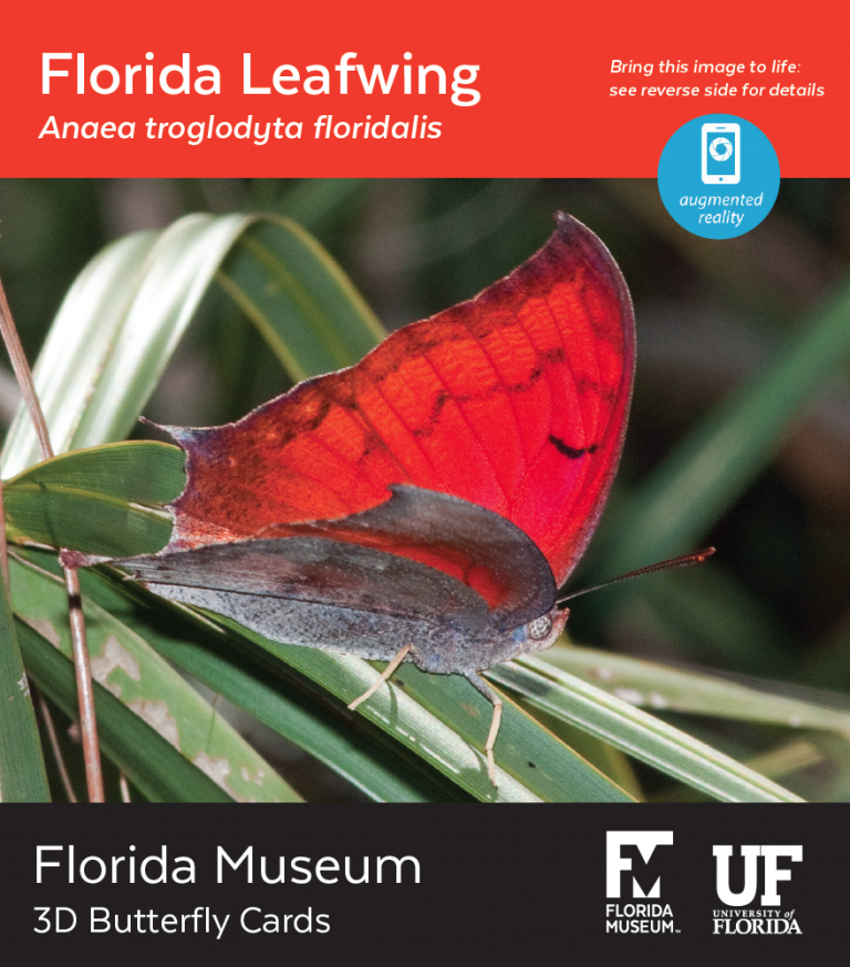 Butterfly Brochures & Resources – Discover Butterflies & Moths