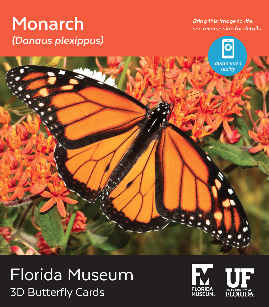 Butterfly Brochures & Resources – Discover Butterflies & Moths