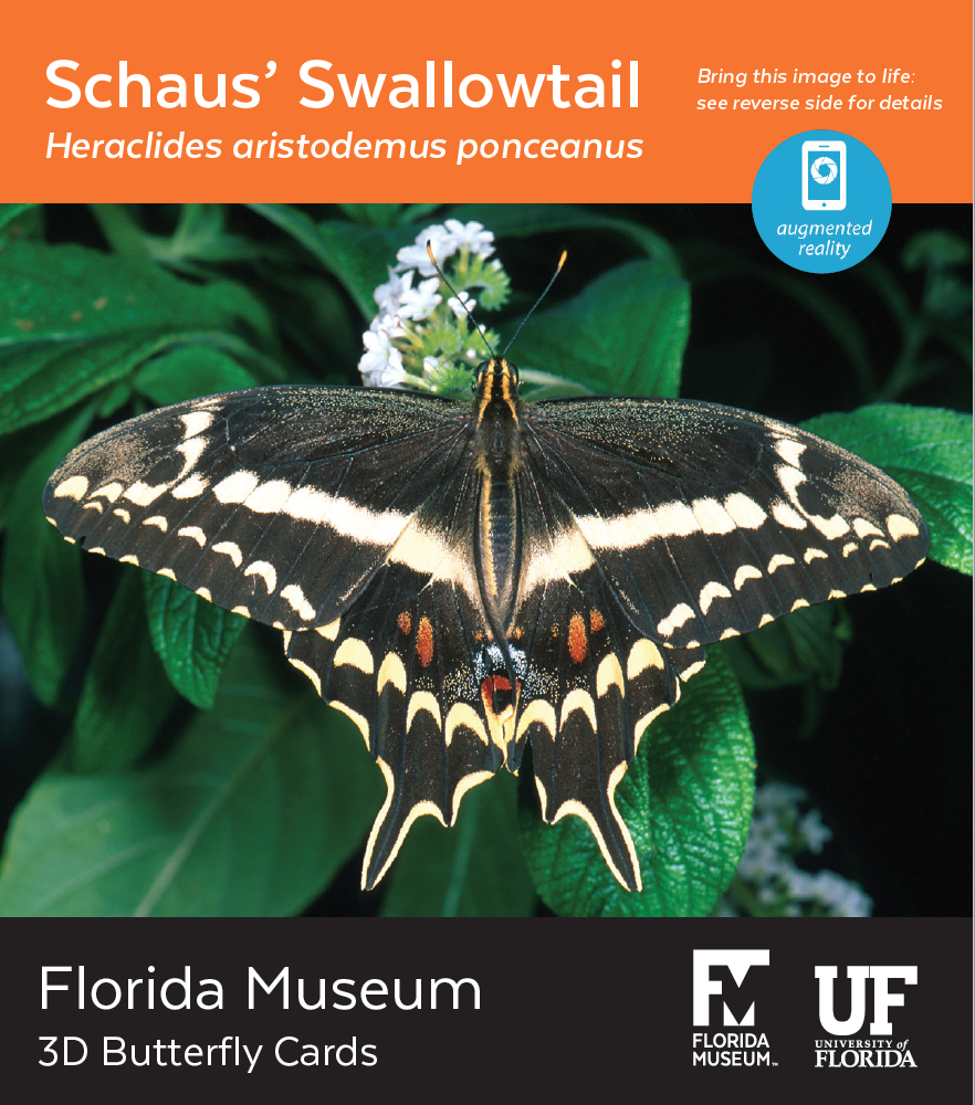 Butterfly Brochures & Resources – Discover Butterflies & Moths