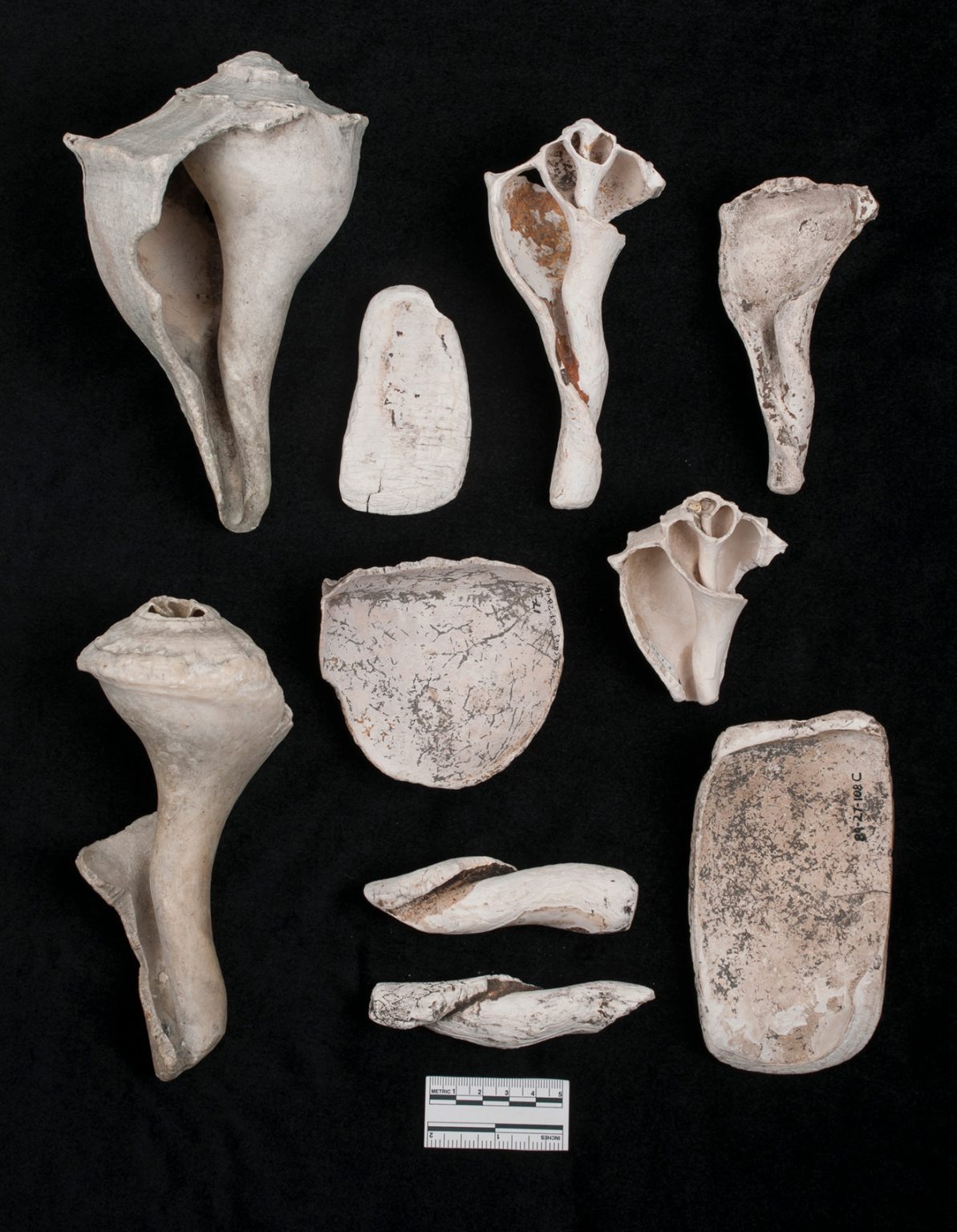 A Very Special Seashell – Randell Research Center