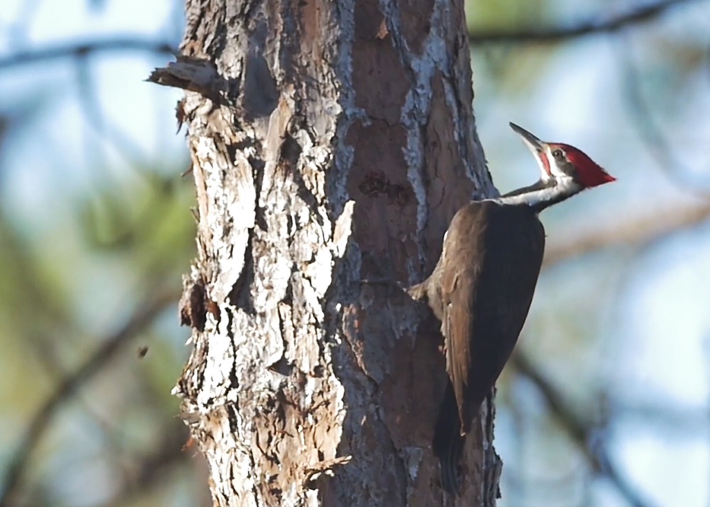The Woodpecker Story: An Indigenous Parable – Randell Research Center