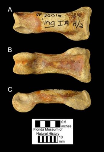 Aquila bivia – Florida Vertebrate Fossils