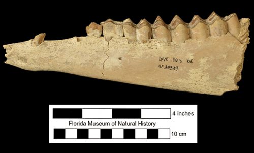 Clarendonian North American Land Mammal Age – Florida Vertebrate Fossils