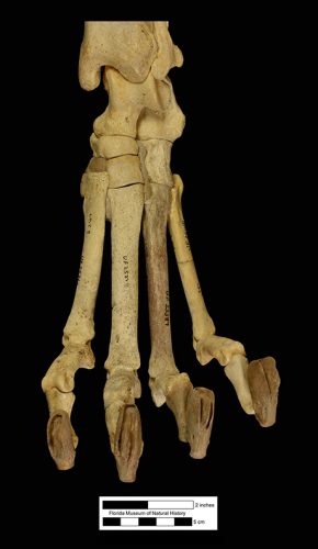 Clarendonian North American Land Mammal Age – Florida Vertebrate Fossils