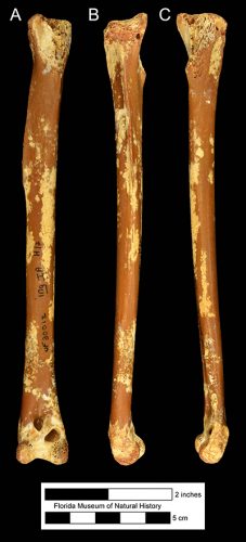 Aquila bivia – Florida Vertebrate Fossils