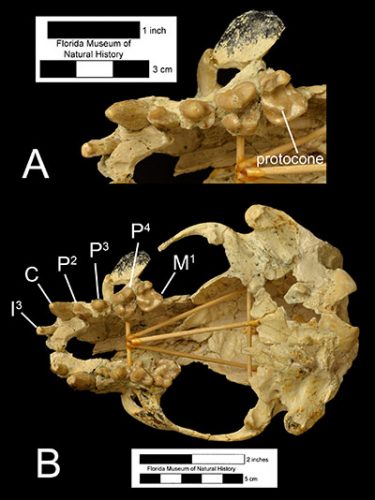 Enhydritherium terraenovae – Florida Vertebrate Fossils