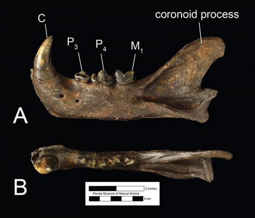 Panthera onca – Florida Vertebrate Fossils