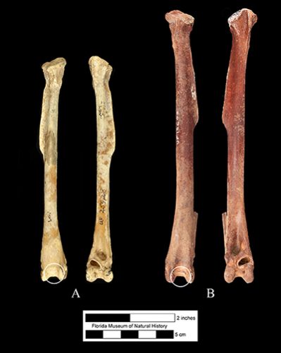 Pandion lovensis – Florida Vertebrate Fossils