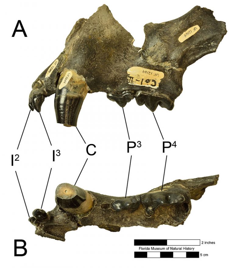 Panthera onca – Florida Vertebrate Fossils