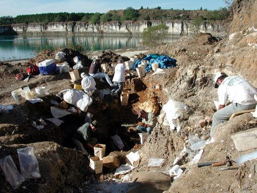 Haile 7C – Florida Vertebrate Fossils