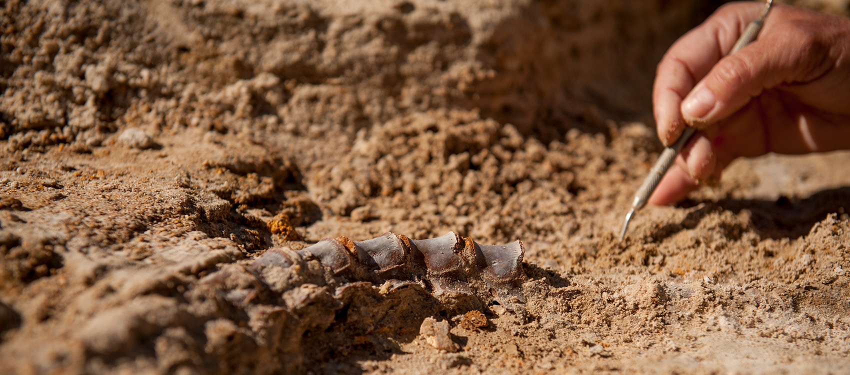 Florida Vertebrate Fossils