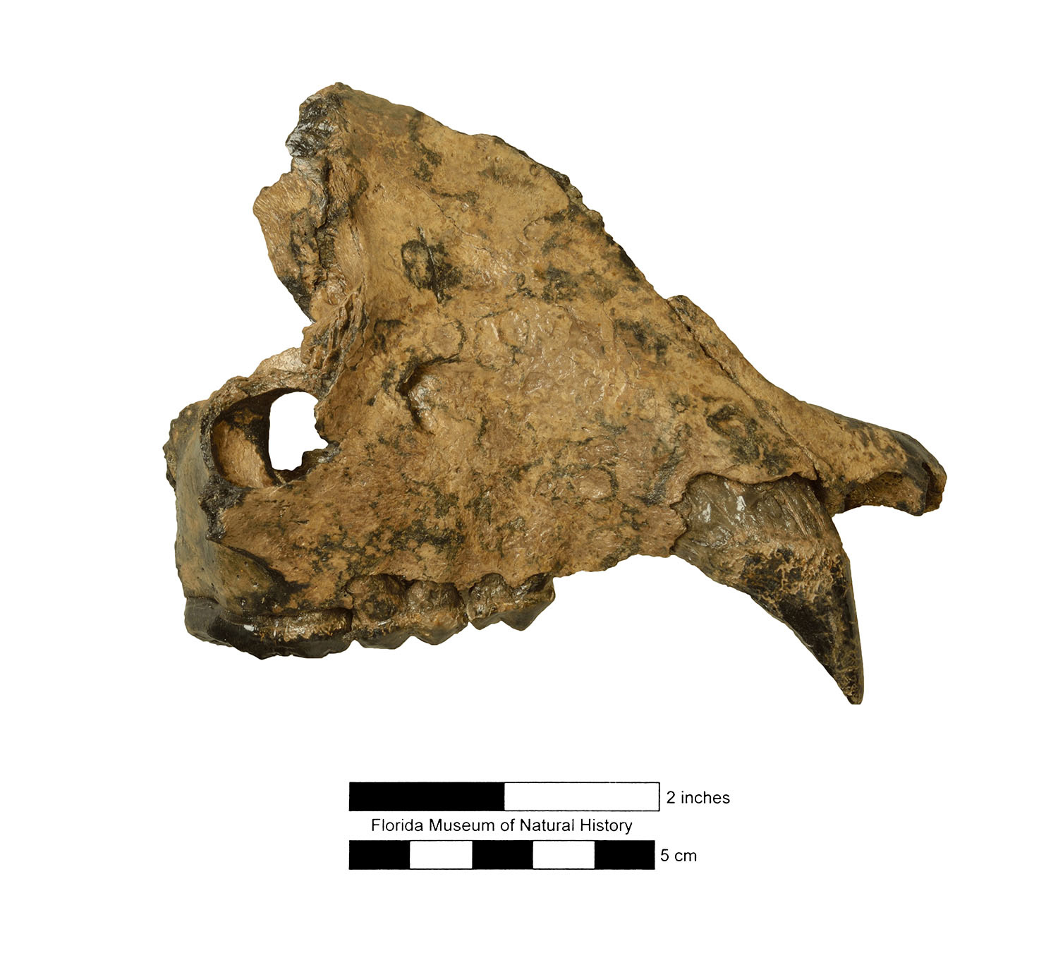 Peace River 3A – Florida Vertebrate Fossils