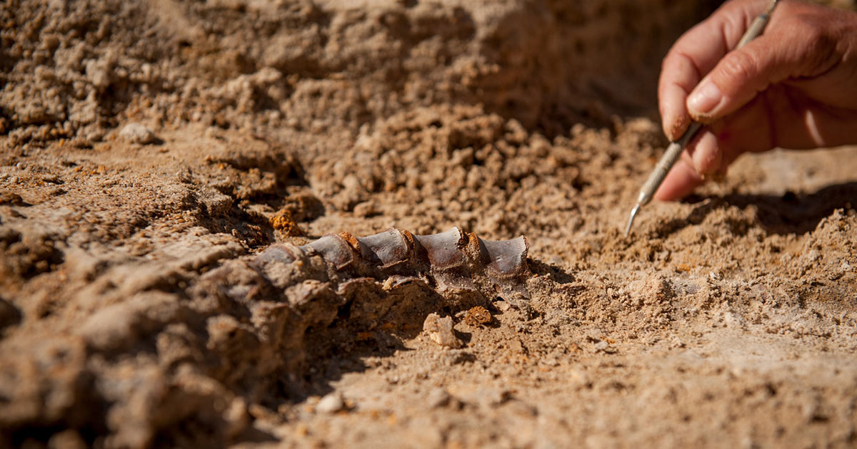 Mixson’s Bone Bed – Florida Vertebrate Fossils
