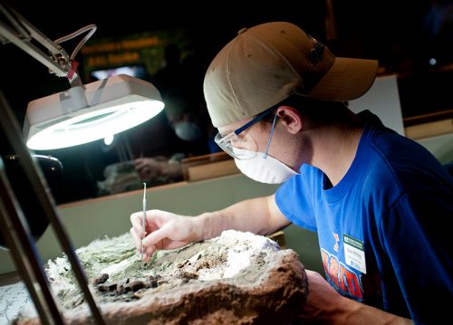 Preparation and Conservation – Vertebrate Paleontology Collection