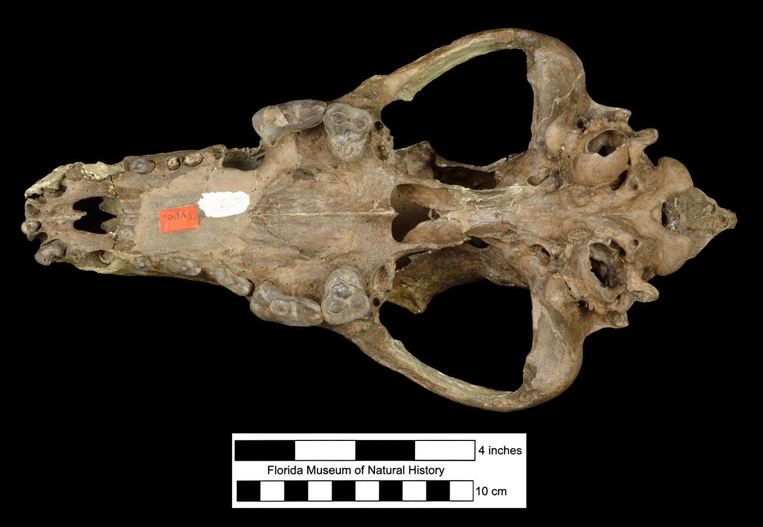 Primary Type Specimens – Vertebrate Paleontology Collection