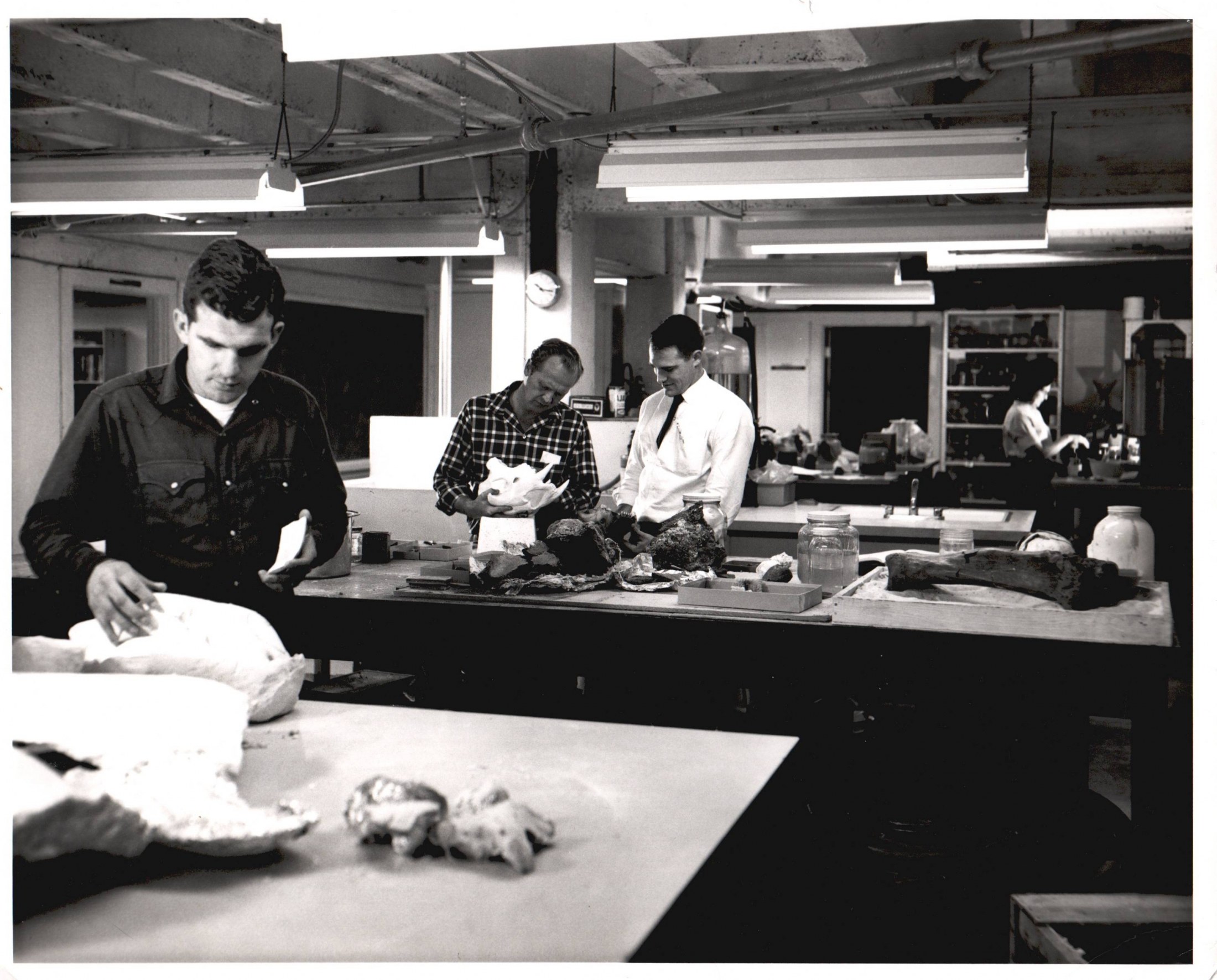 From the Archives: Walter Auffenberg, Curator – Vertebrate Paleontology ...