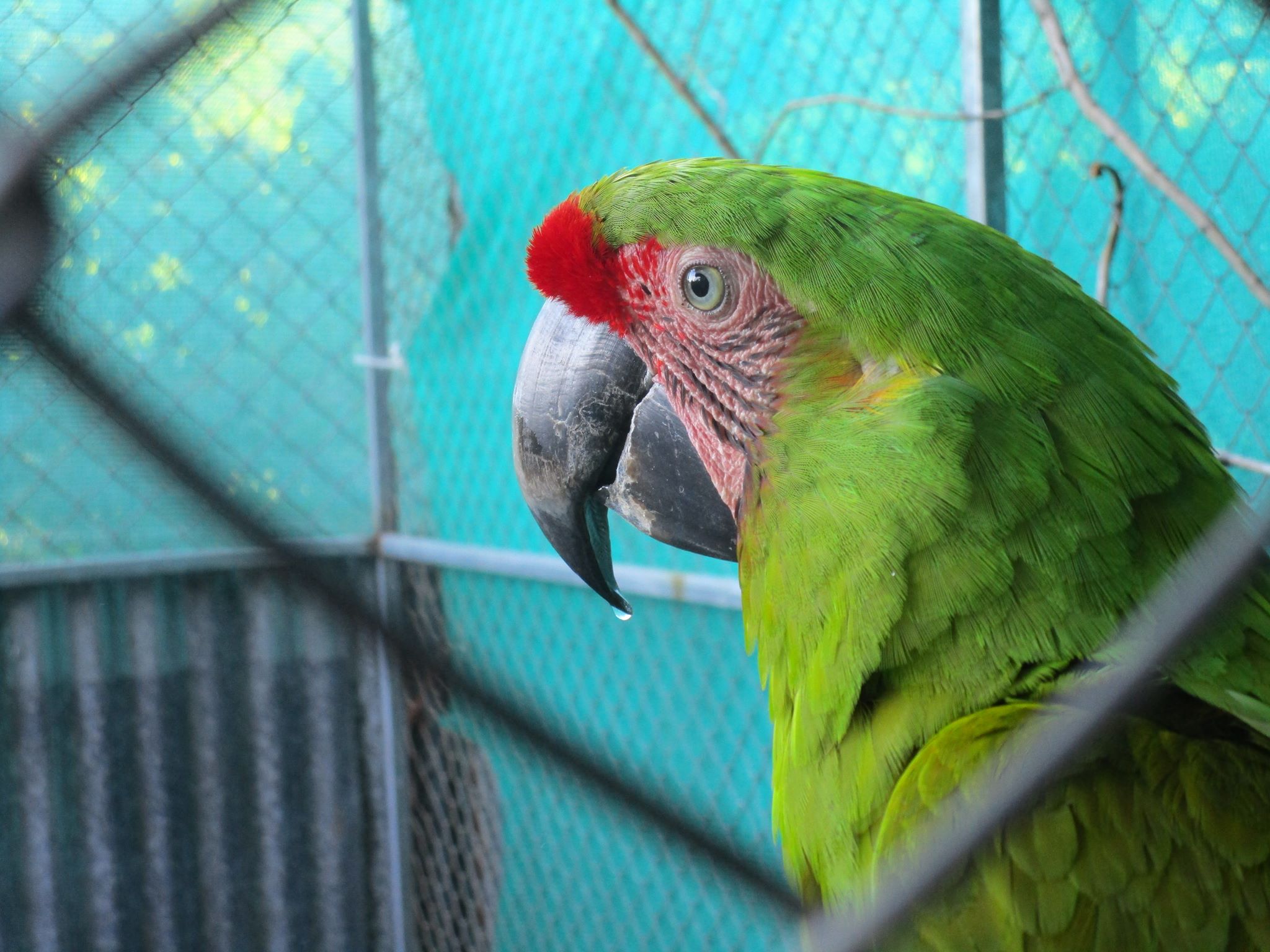 Macaws in the Greater Southwest – Environmental Archaeology