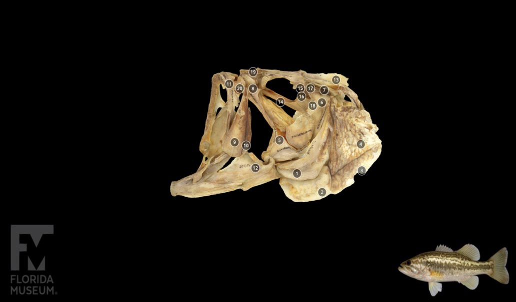 Fish Photogrammetry Project – Environmental Archaeology