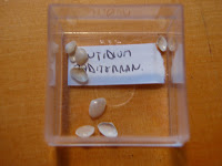 From the Archives: Shell Specimens and Lab Work in Bologna, Italy ...