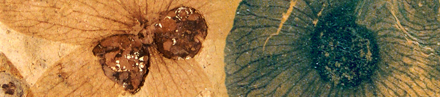 Publications – Kowalewski Lab