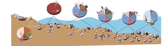 From the Archives: Shell Assemblages Change in Shallow Versus Deep ...