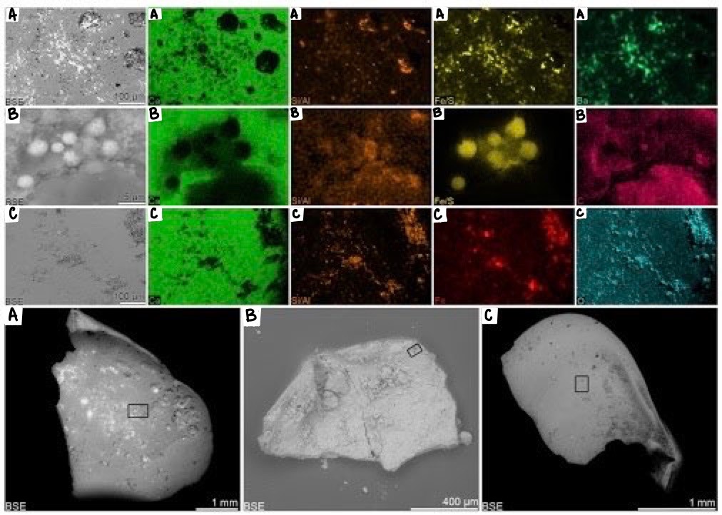 What is “Taphonomy” and how can we use it to study shells from Po Plain ...