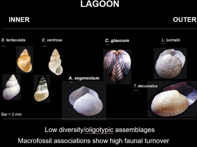 Types of Shells from Po Plain: Part 2 – Kowalewski Lab