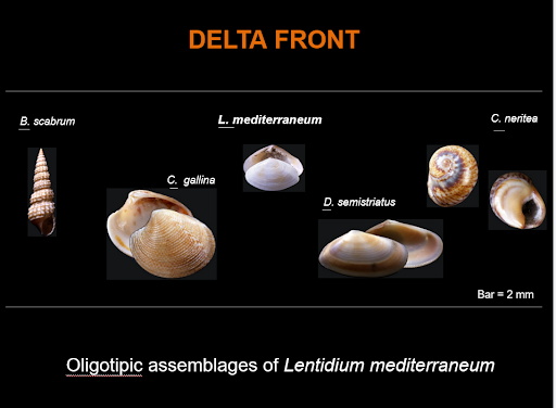 Types of Shells from Po Plain: Part 3 – Kowalewski Lab