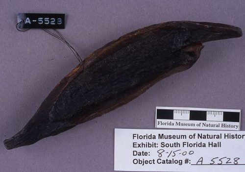 The Key Marco Collection – South Florida Archaeology & Ethnography