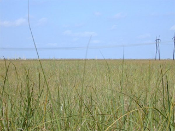 Sawgrass Marshes – South Florida Aquatic Environments