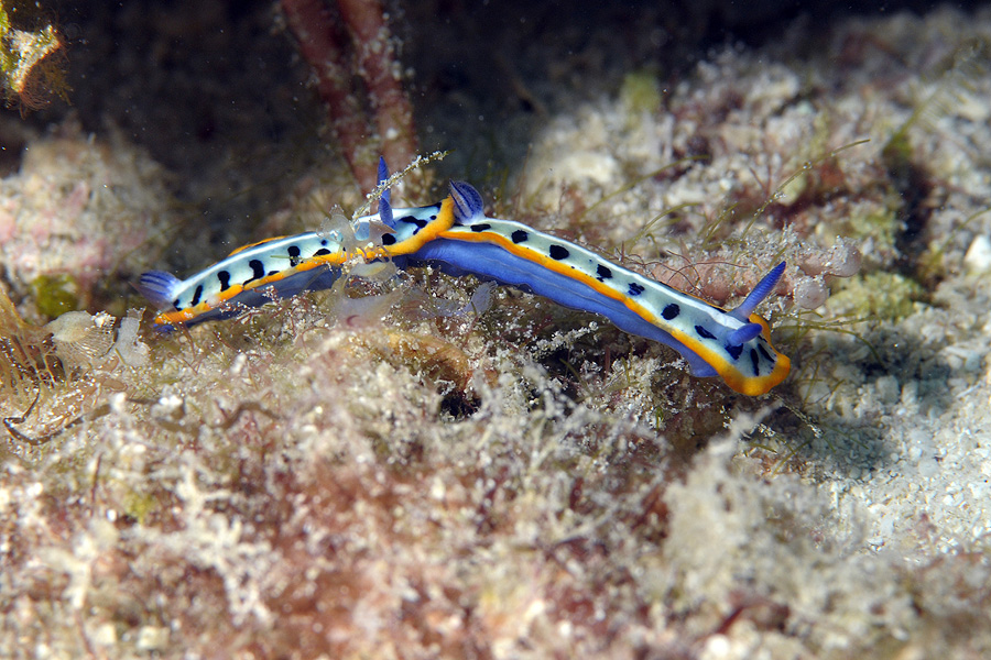 Invertebrates of Lake Worth Lagoon – South Florida Aquatic Environments