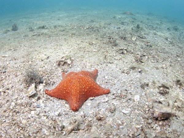 Habitats + Micro-Habitats – South Florida Aquatic Environments