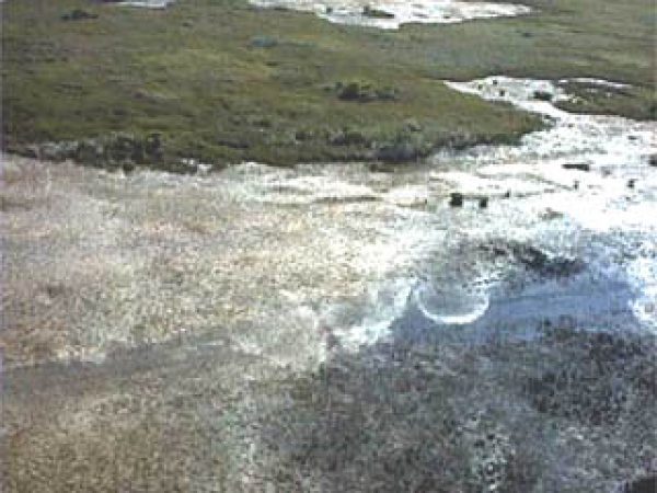 Sloughs – South Florida Aquatic Environments