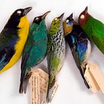 Ornithology Collection – Florida Museum of Natural History