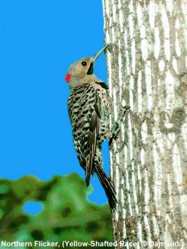 Piciformes – Ornithology Collection