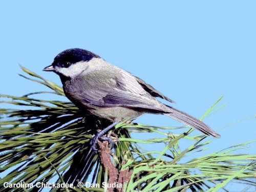 Paridae – Ornithology Collection