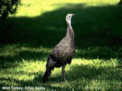 Galliformes – Ornithology Collection