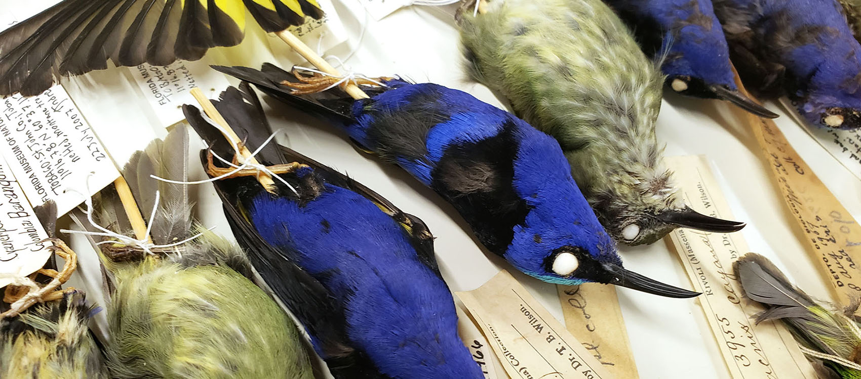 Ornithology Collection – Florida Museum of Natural History